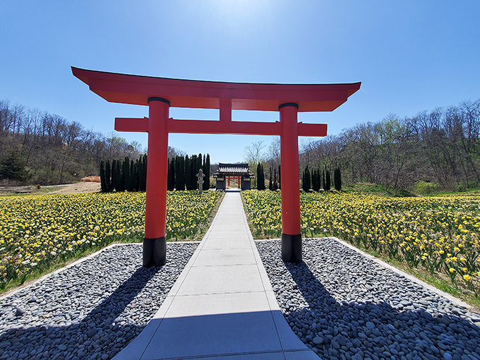 That red torii gate isn't lost &ndash; it's exactly where Nebraska meets Japan, surrounded by thousands of golden daffodils.