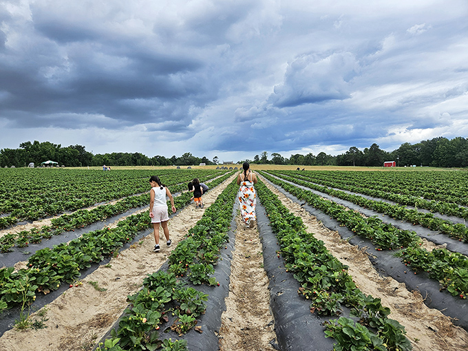 Rows of promise stretching toward the horizon, where visitors hunt for nature's candy under dramatic skies. Berry picking becomes an adventure when storm clouds provide the perfect backdrop.