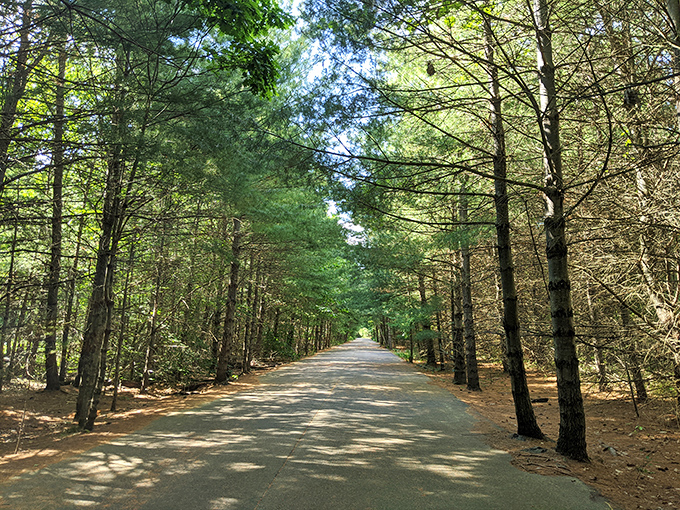 Nature's cathedral awaits&mdash;where towering pines create a sun-dappled pathway that whispers promises of adventure ahead.