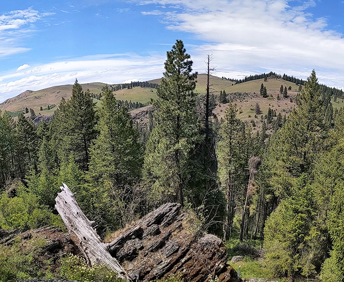 Nature's skyscraper view at Catherine Creek State Park &ndash; where Oregon's wilderness stretches farther than your weekend plans.