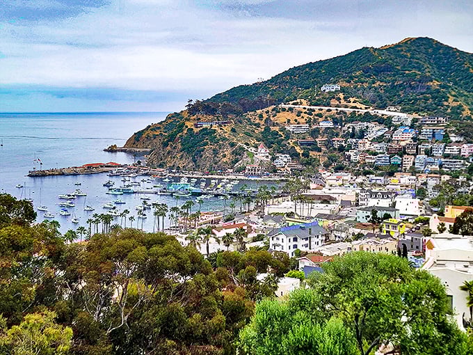 Avalon unfolds like a Mediterranean daydream, with its hillside homes cascading toward that impossibly blue harbor. This view alone is worth the ferry ride.