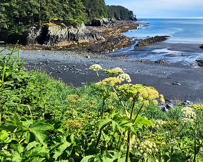 Where the wild meets the waves: Kodiak's coastline offers a front-row seat to nature's most spectacular show, complete with wildflowers providing a splash of color.