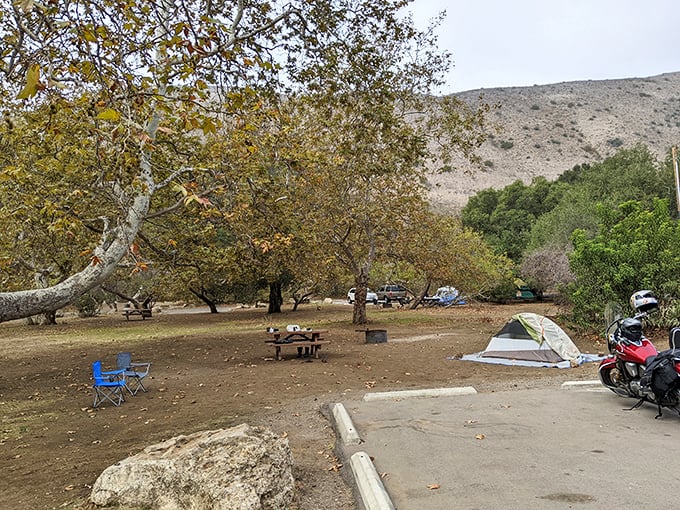 Sycamore sentinels stand guard over peaceful campsites, where the mountain breeze carries whispers of ancient California. Nature's five-star accommodations await.