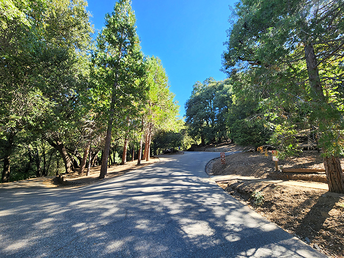 Winding roads through towering pines create nature's perfect corridor. The dappled sunlight feels like Mother Nature's own disco ball.