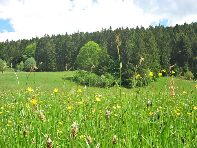 Ancient forests meet endless horizons where trees have been standing guard longer than your family tree exists.