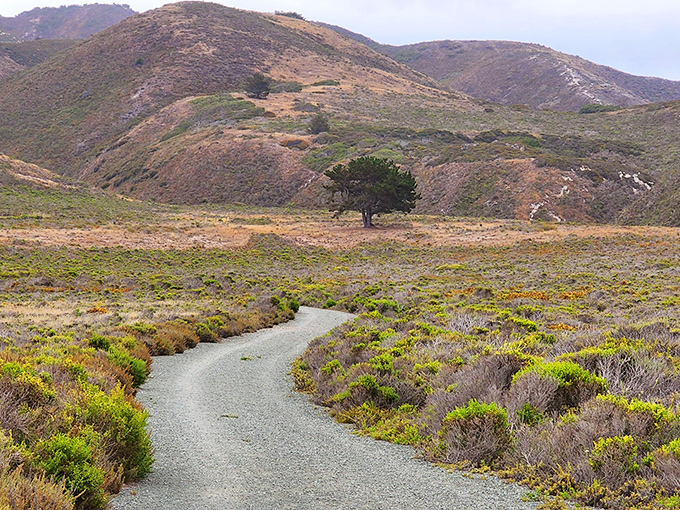 Winding trails through golden hills invite exploration like nature's own yellow brick road, minus the Wicked Witch and with significantly better views.