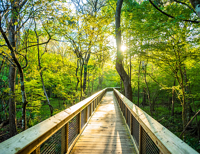 This wooden boardwalk isn't just a path&mdash;it's a portal into Florida's wild heart, where sunlight dapples through ancient trees like nature's own stained glass.