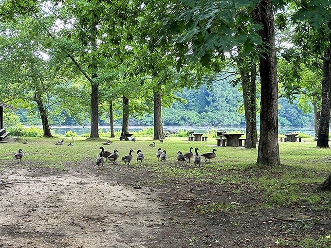 Nature's welcome committee! These geese have clearly established themselves as the unofficial greeters of Wall Doxey, strutting about like they own the place.