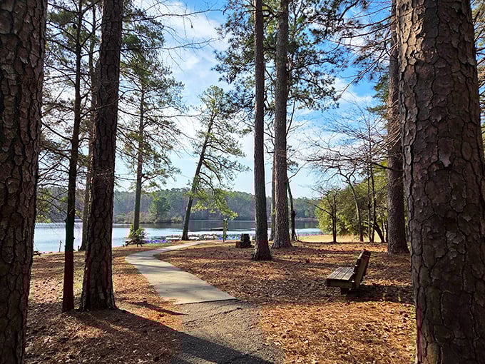 Nature's perfect framing! Towering pines stand sentinel around a winding path that beckons you toward the shimmering lake beyond.