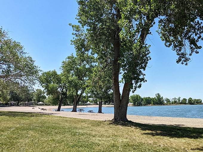 Tranquility personified: towering trees stand sentinel over sandy shores, offering shade and serenity for those escaping the daily grind.