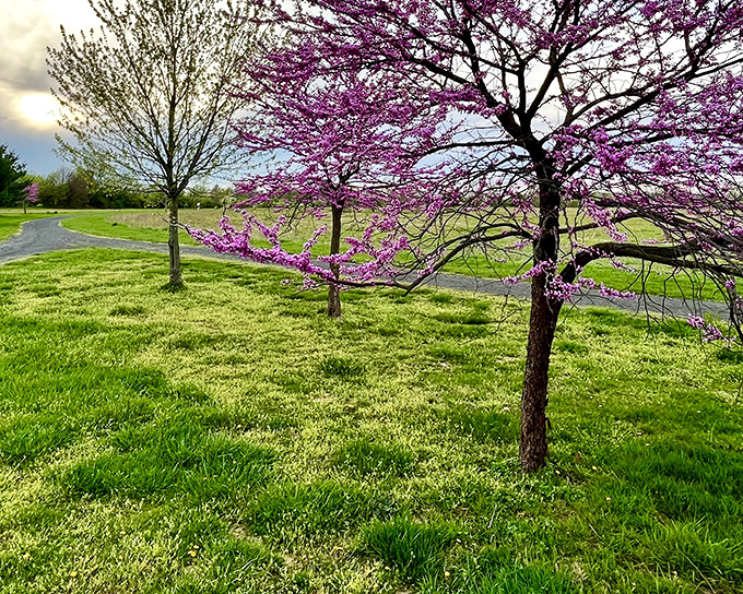 Spring's grand entrance at Benjamin Rush State Park, where redbud trees create nature's version of a red carpet experience along winding pathways.