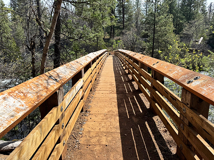 A wooden footbridge beckons through the pines, promising adventure on the other side. Nature's version of "follow the yellow brick road."