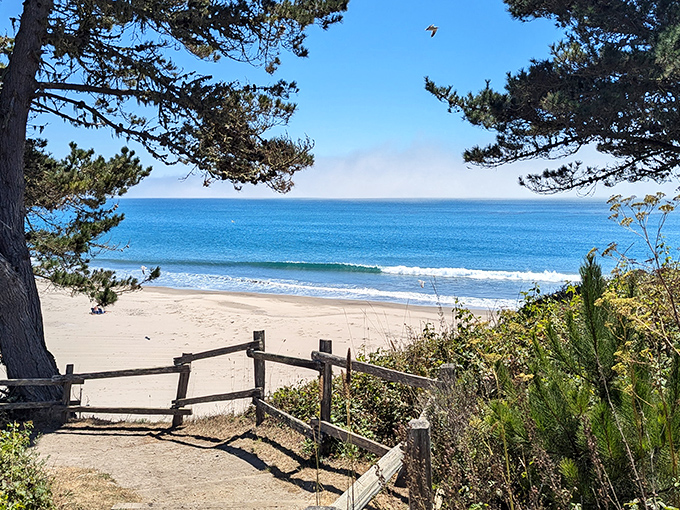 Nature's perfect frame: crystal blue waters meet golden sands at A&ntilde;o Nuevo, where every path leads to postcard-worthy views that Instagram filters can't improve upon.