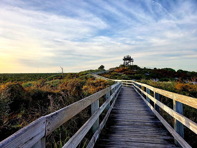The boardwalk to Hobe Mountain's observation tower feels like the yellow brick road of Florida wilderness &ndash; minus the singing munchkins, plus actual wildlife.