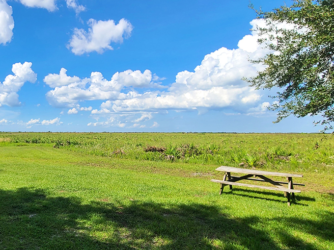 The prairie stretches to infinity under Florida's impossibly blue sky &ndash; this is social distancing as Mother Nature intended it.