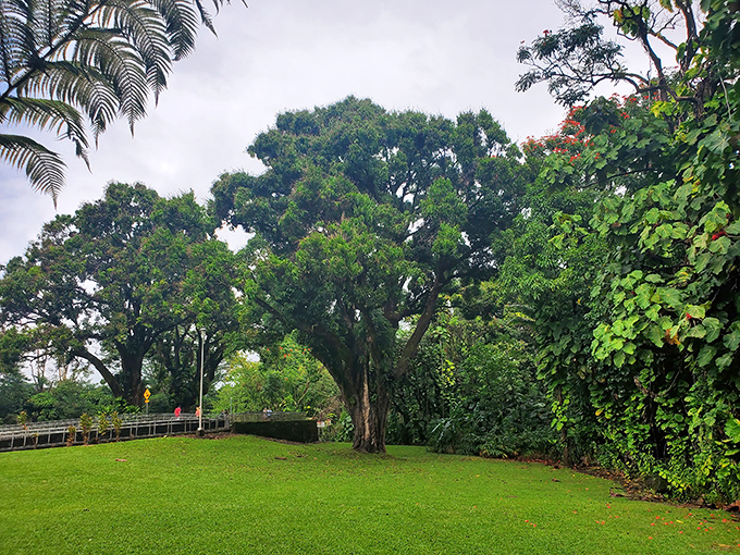 Serenity plunges into that emerald-color like nature's own infinity edge resort trees, minus the overpriced cocktails.