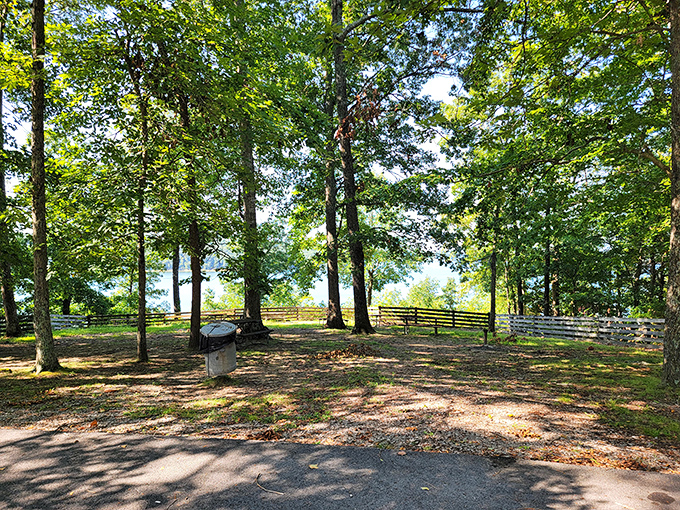 Dappled sunlight plays hide-and-seek through the trees, creating nature's own stained-glass effect in this peaceful picnic area.
