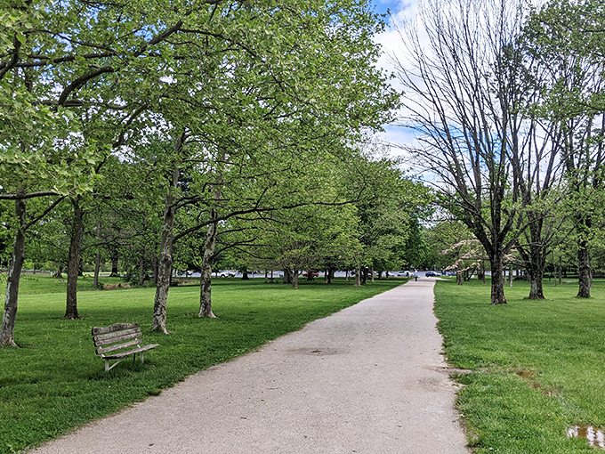Winding paths through emerald kingdoms &ndash; nature's red carpet invites you to stroll where squirrels conduct their important business meetings.
