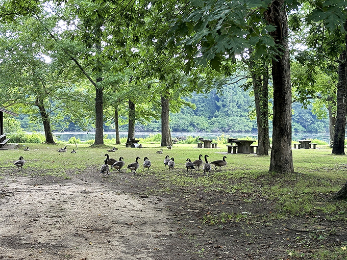 Nature's welcome committee! These geese have clearly established themselves as the unofficial greeters of Wall Doxey, strutting about like they own the place.