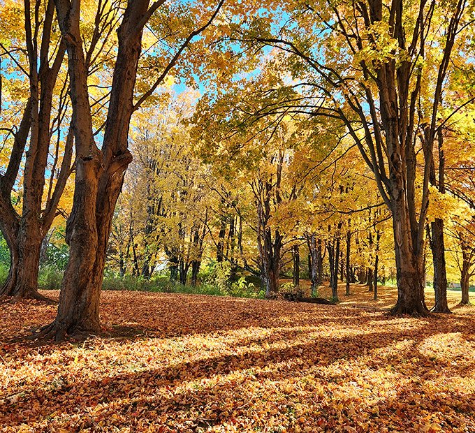 Golden hour hits different when the trees dress up like a Monet painting come to life.