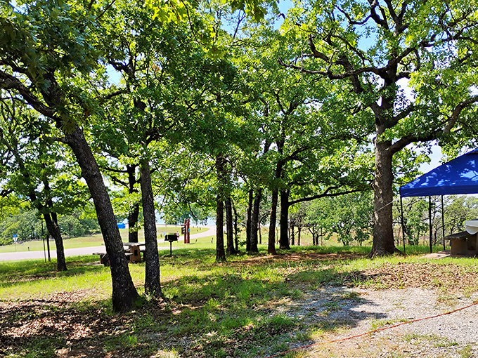Dappled sunlight filters through the oak canopy, creating nature's own version of mood lighting for your perfect picnic spot.
