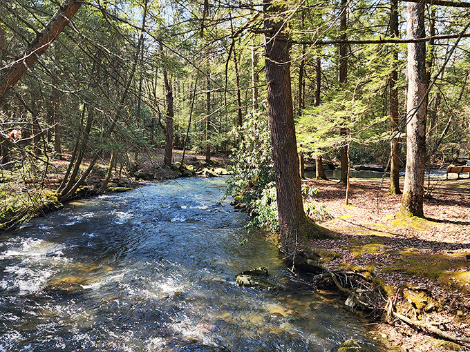 Nature's perfect corridor: towering pines create a majestic entrance to Reeds Gap that feels like walking into a cathedral designed by Mother Nature herself.