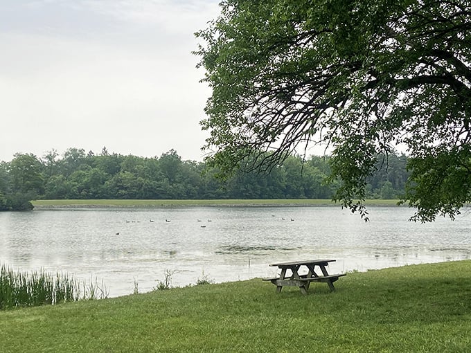 A lone picnic table waits patiently by Kunkel Lake, like the best seat in nature's theater where the only drama is which duck will dive first.