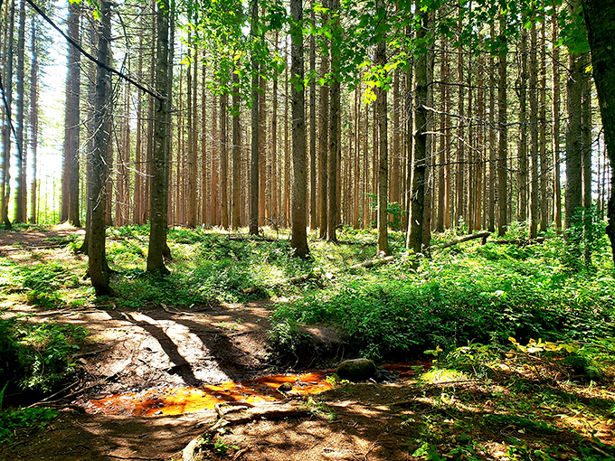 Sunlight filters through towering pines, creating nature's own cathedral. This serene forest trail invites you to leave the digital world behind.