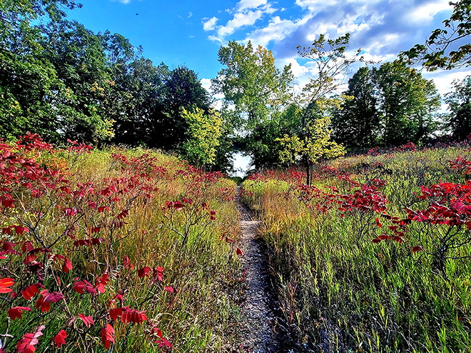 Autumn's paintbrush transforms the prairie into a canvas of crimson and gold. Walking this trail feels like strolling through Mother Nature's personal art gallery.