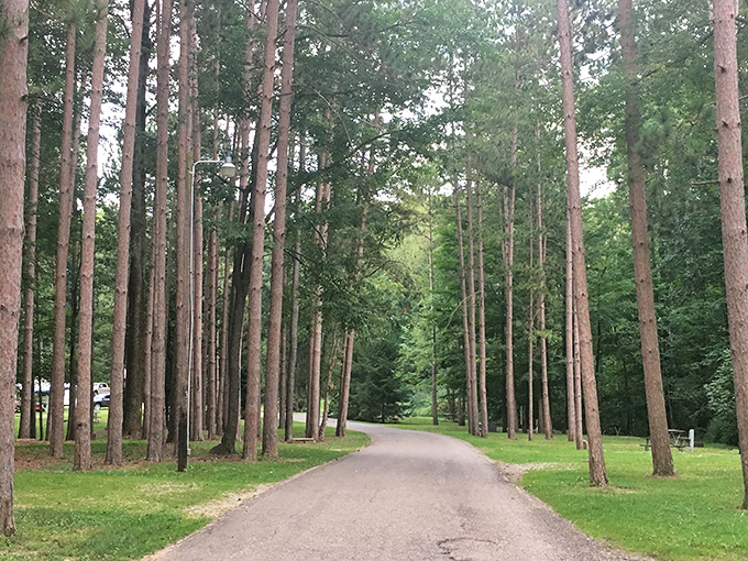 The entrance road at Mt. Gilead feels like nature's red carpet, where towering pines stand at attention welcoming you to tranquility.