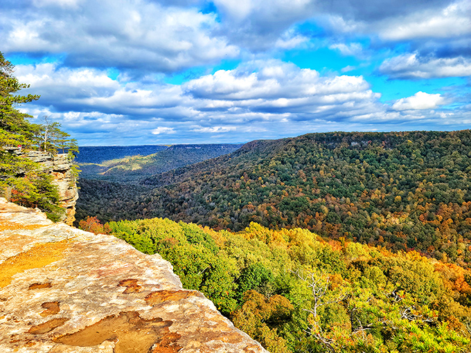 The Cumberland Plateau unfolds like nature's IMAX, displaying Tennessee's autumn wardrobe in all its technicolor glory.