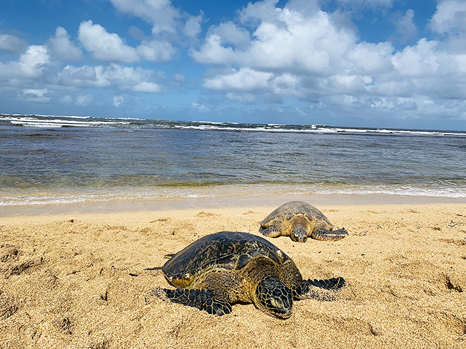 Hawaiian green sea turtles taking a beach day proves even local wildlife knows where to find the best spots for sunbathing.