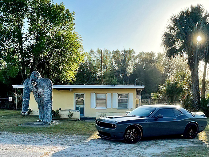Morning light catches the gorilla in his element, surrounded by swaying palms that make this feel like a scene from a Florida-based King Kong.