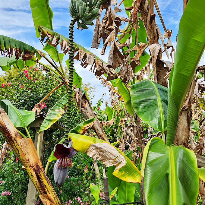 Banana plants reveal their surprising flowering structure&mdash;nature's reminder that familiar foods come from unfamiliar-looking plants.