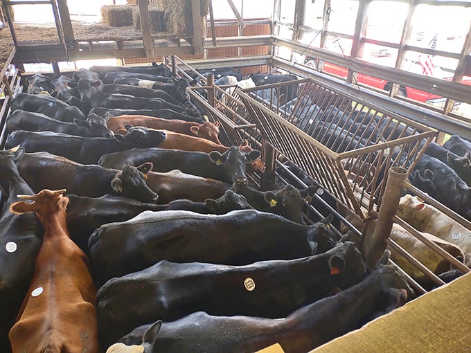 Where cattle congregate for their version of speed dating&mdash;a reminder that rural America's rhythms still beat strong in Barnesville.