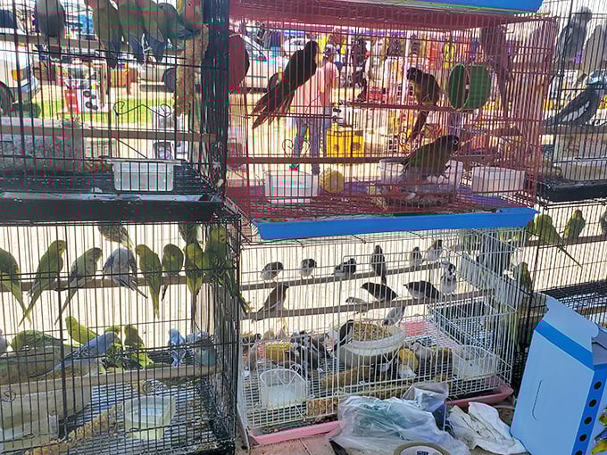 The original Twitter! These colorful feathered friends create nature's soundtrack while shoppers debate whether bringing home a new pet is really a good idea.