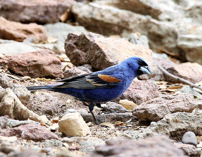The Blue Grosbeak&mdash;nature's way of saying, "Who needs peacocks when you've got this dapper little fellow strutting around?"