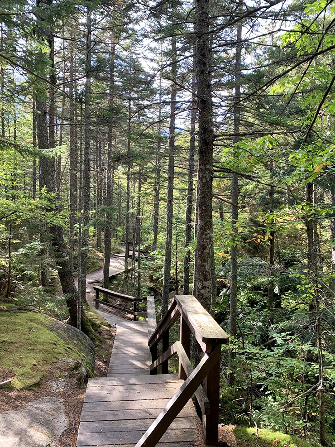 Nature's welcome mat: A thoughtfully constructed boardwalk invites exploration while gently suggesting, "Please don't trample our ferns, thanks."