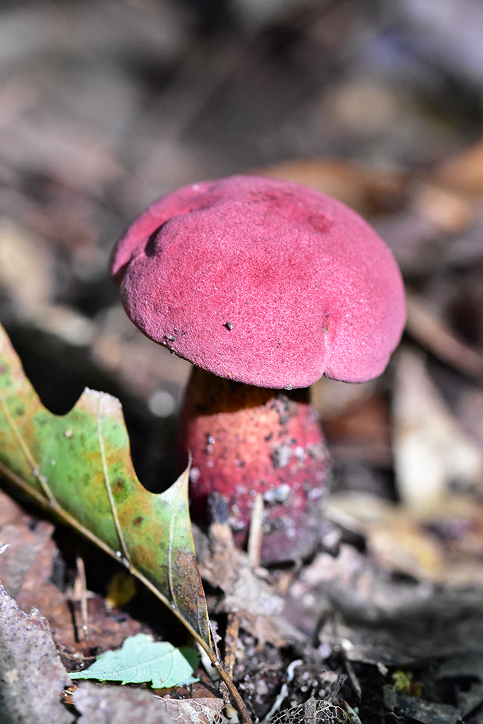 Nature's own gourmet offering &ndash; this vibrant mushroom looks like it belongs on a fancy restaurant plate. Look but don't taste; this beauty's just for admiring.