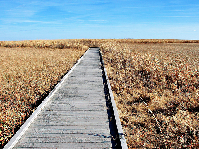 This wooden boardwalk stretches through golden marshland like a runway to serenity, inviting visitors to slow down and breathe in the wild beauty.