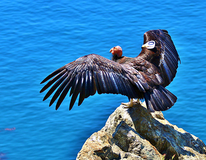 This California condor strikes a pose worthy of a superhero movie poster, surveying its domain with nine feet of magnificent wingspan.