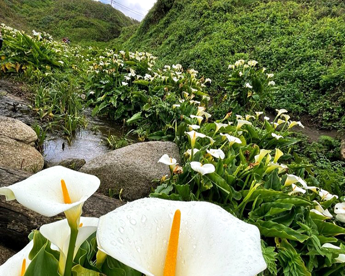 Valley of the lilies! These elegant calla lilies create nature's most perfect bouquet, blooming wild along creek beds like wedding decorations gone rogue.