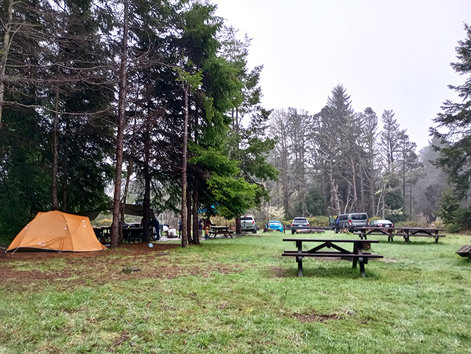 Camping among the pines: where your morning alarm clock is birdsong and your ceiling is a canopy of evergreen.