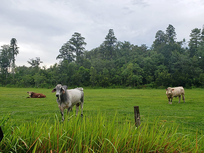 These Florida cows look suspiciously relaxed, as if they know something about life that the rest of us haven't figured out yet.