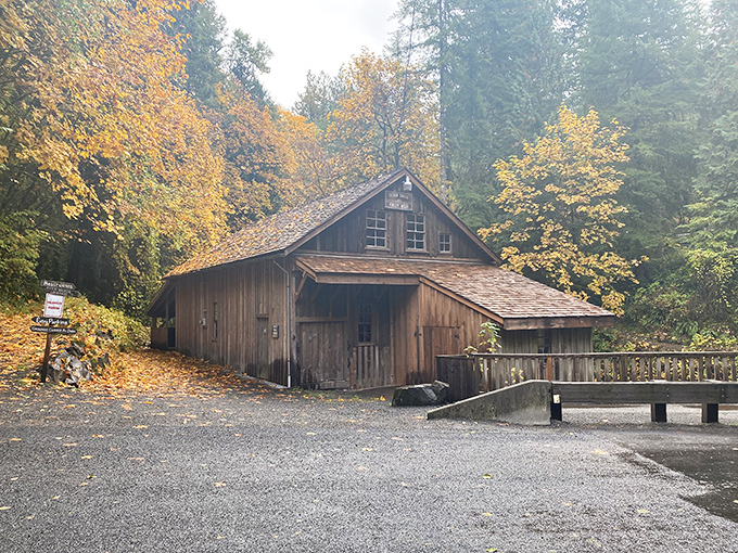 The historic Cedar Creek Grist Mill stands nearby, a rustic neighbor that completes this perfect postcard from Washington's rural past.
