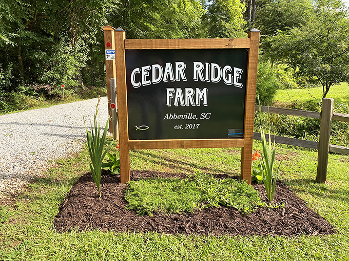Cedar Ridge Farm's sign promises rural authenticity without the need for overalls. That little fish symbol suggests there's something deeper than just farming happening here.