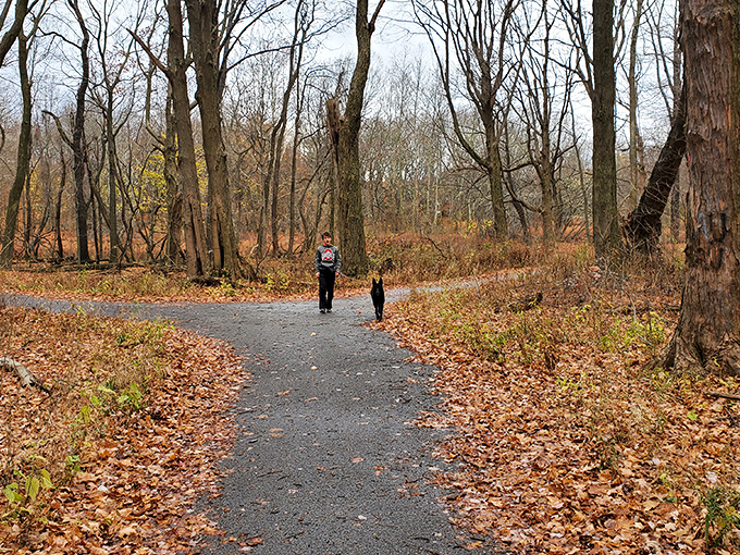 Fall hiking trails invite exploration through forests painted in autumn hues. Nature's version of a gallery walk, minus the pretentious art crowd.