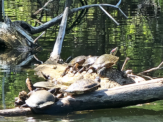 Turtles sunbathing on driftwood like tiny prehistoric sunbathers at nature's day spa &ndash; no reservation required.