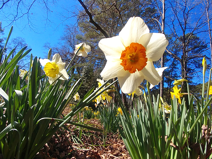 Spring announces itself with trumpet-shaped authority—these daffodils are nature's way of saying "winter is officially dismissed."