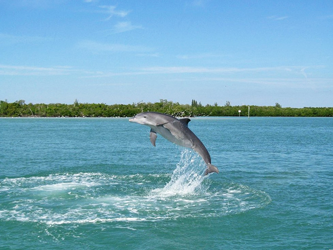Mid-air magic! A bottlenose dolphin shows off acrobatic skills that would make Olympic gymnasts jealous. No admission fee required for this show.